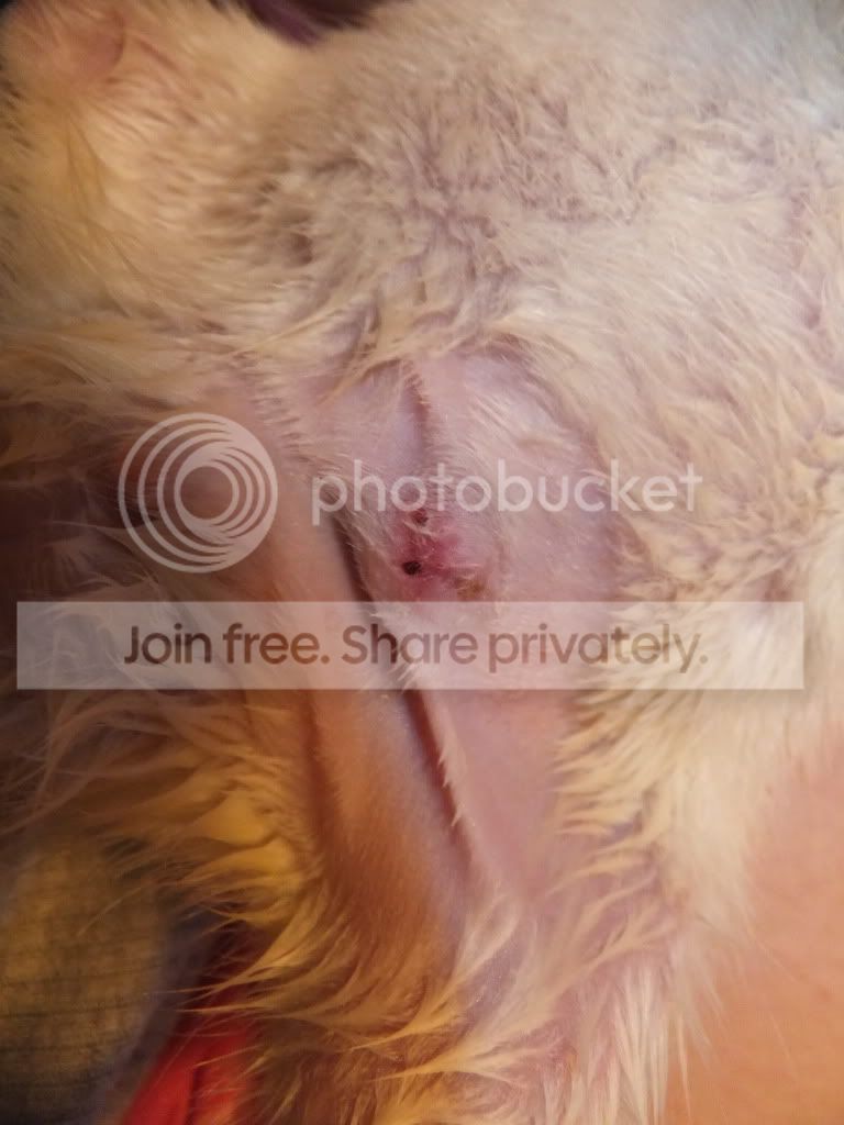 Virgo has a tumor. Update: stitch pulling/abscess? | The Rat Shack ...