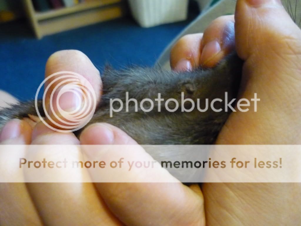 Libra Bump plus Lump=??? | The Rat Shack - Pet Rat Forum