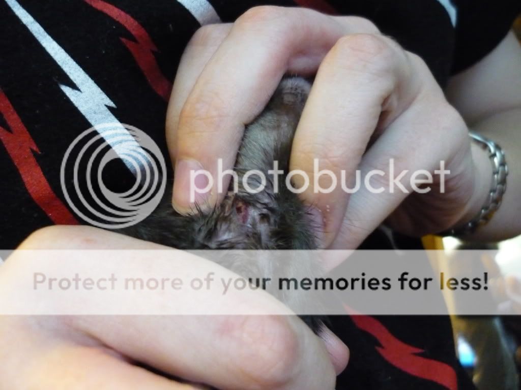 Libra Bump plus Lump=??? | The Rat Shack - Pet Rat Forum