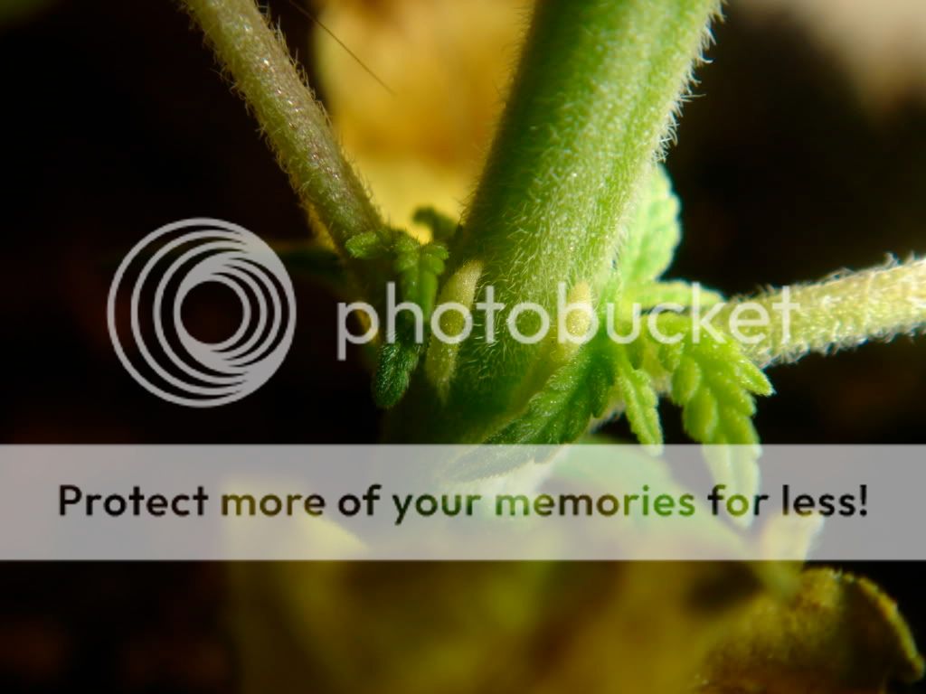 4 weeks Veg! | Grasscity Forums - The #1 Marijuana Community Online